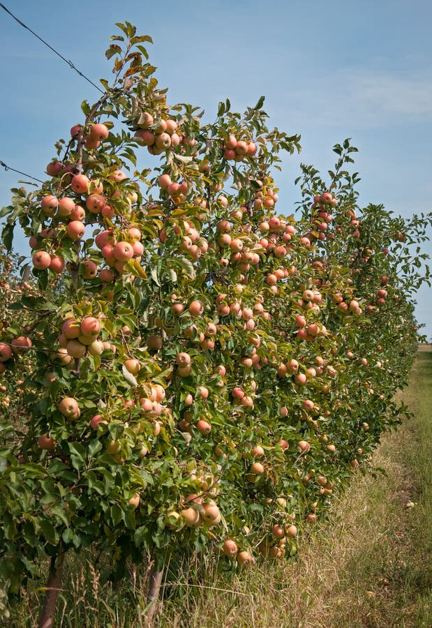 Apple-tree Garden with a Harvest Stock Photo - Image of apples, ripe ...