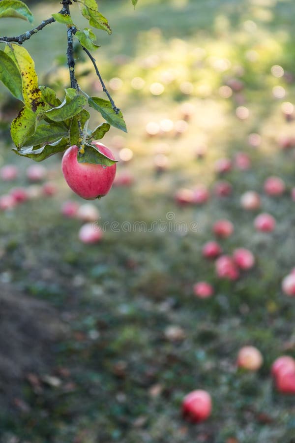 Apple Tree Garden in Sunset, Apples on the Grass, Old Apple Tree Stock ...