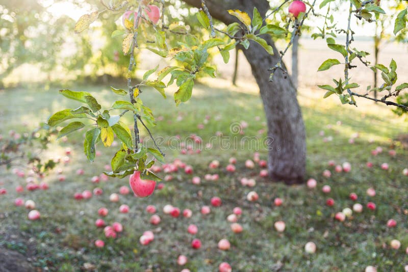 Apple Tree Garden in Sunset, Old Apple Tree Stock Photo - Image of ...