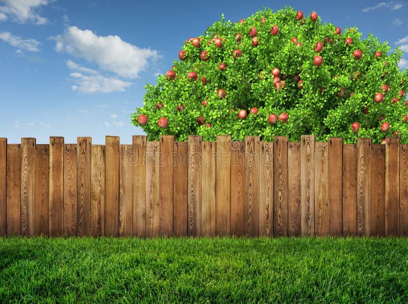 An Apple Tree in Garden and Wooden Backyard Fence Stock Photo - Image ...