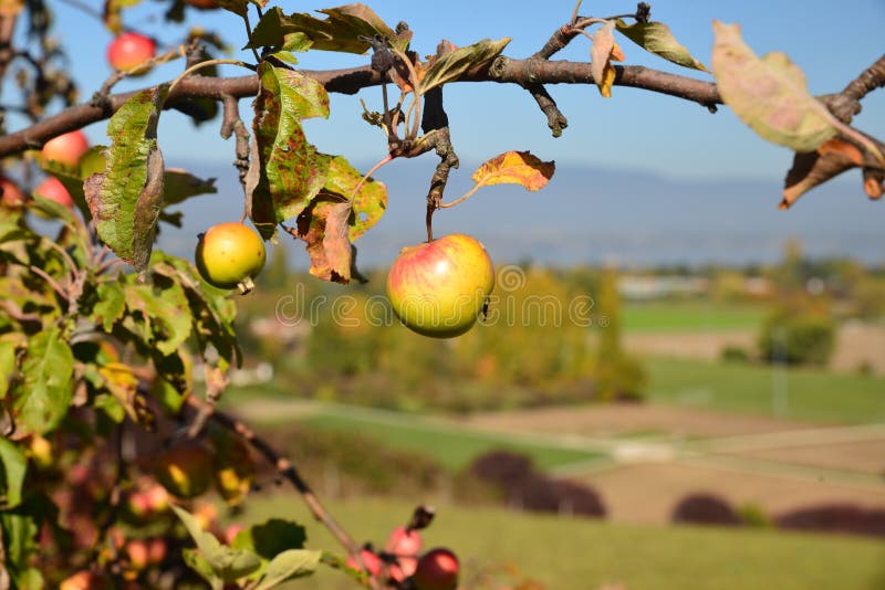 Apple Tree, Switzerland stock photo. Image of fruits - 20749536