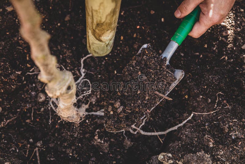 Apple Tree Gives New Soil, Tree Nursery Stock Image - Image of ...