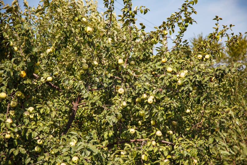 Apple Tree with Green Apples Stock Image - Image of bush, growth: 153348111