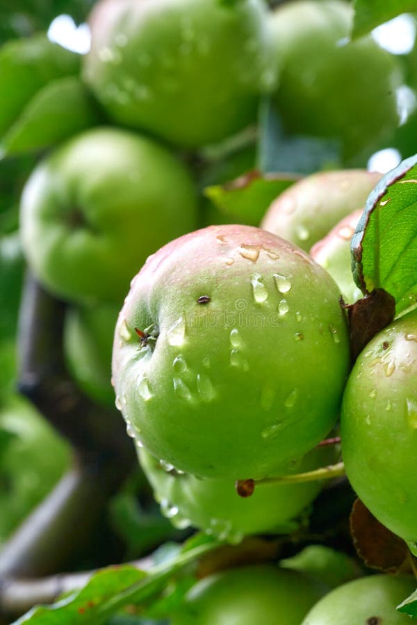 Apple Tree with Green Apples Close-up in Sunlight after Rain Drops in ...