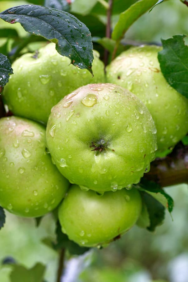 Apple Tree with Green Apples Close-up in Sunlight after Rain Drops in ...