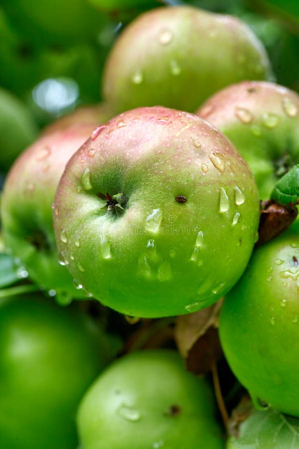 Apple Tree with Green Apples Close-up in Sunlight after Rain Drops in ...