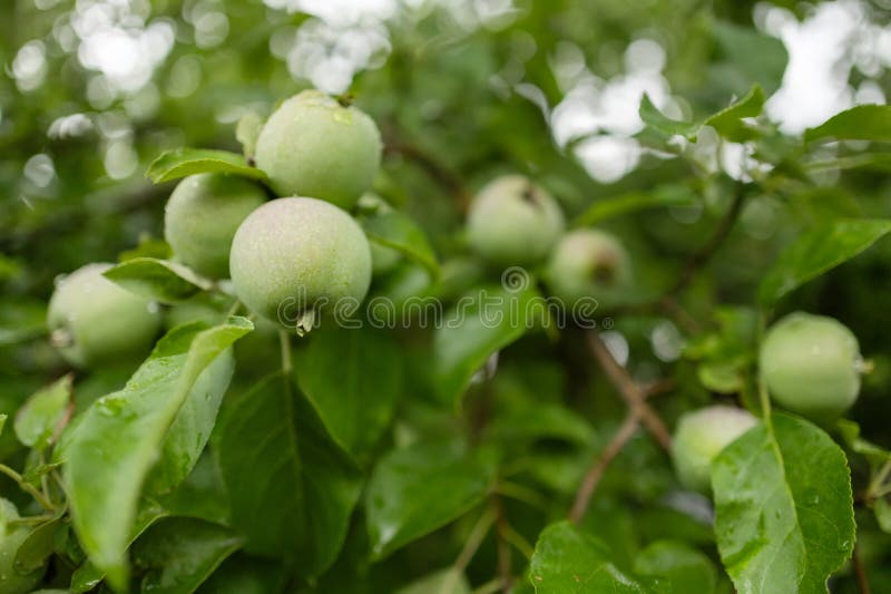 Apple Tree Green Apples Close Up Sunlight Rain Drops Wind Grow Branch ...