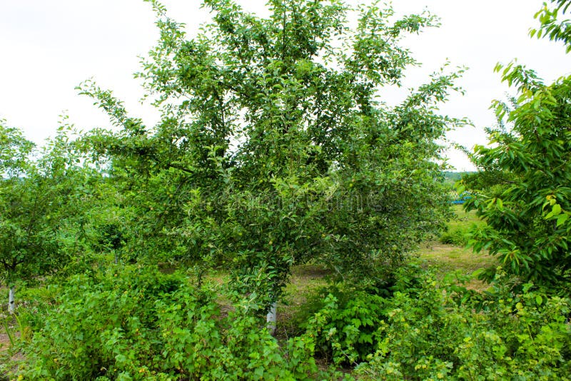 Apple Tree with Green Fruits of Apples in Ukraine Stock Image - Image ...