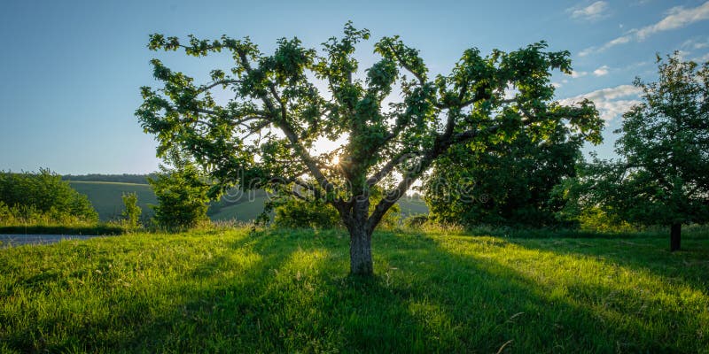 Apple Tree on Green Meadow in Back Lit of Sun Stock Photo - Image of ...