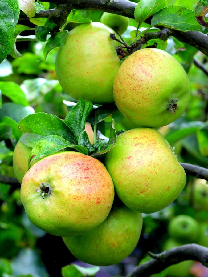 Scrumping Stock Photos - Free & Royalty-Free Stock Photos from Dreamstime