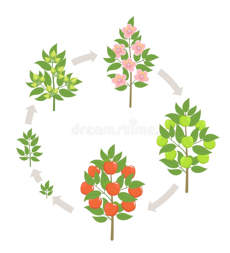 Set Of Apple Fruit Tree Growing Process Orchard Garden Harvest