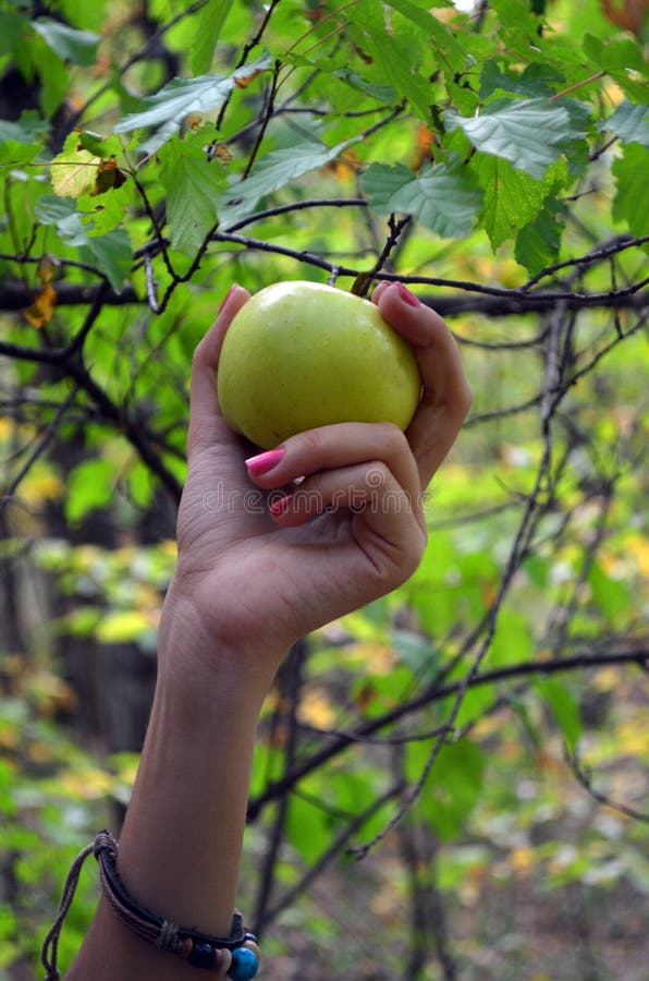 Apple stock image. Image of forest, leaves, apple, tree - 61463555