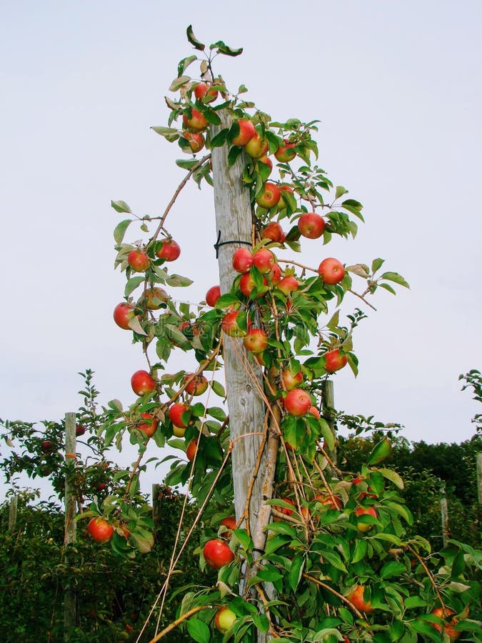 Apple Tree Hanging with Lot of Apples Stock Image - Image of hunting ...