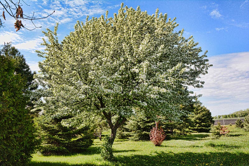Apple Tree HDR stock photo. Image of flowers, apple, horizontal - 41100848
