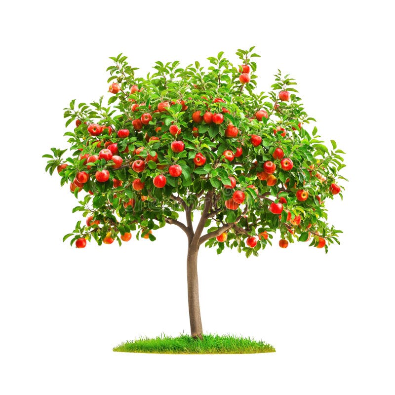 Apple Tree Isolated on White Background Stock Image - Illustration of ...