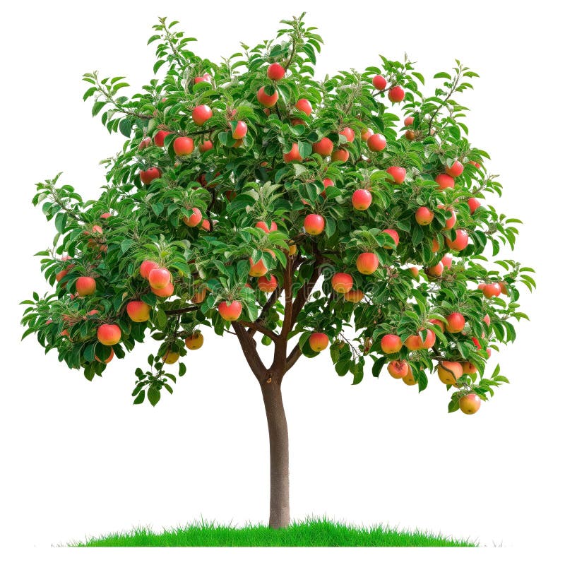 1,115 Apple Tree Graphic Stock Photos - Free & Royalty-Free Stock ...