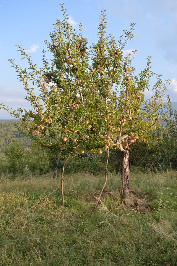 Apple tree in Kashmir, stock image. Image of tree, kashmir - 76418551