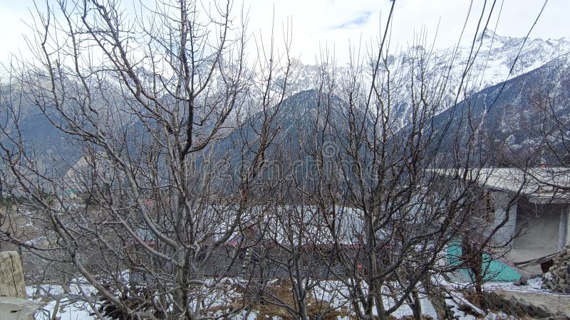 The apple tree in Kinnaur stock image. Image of autumn - 266650725
