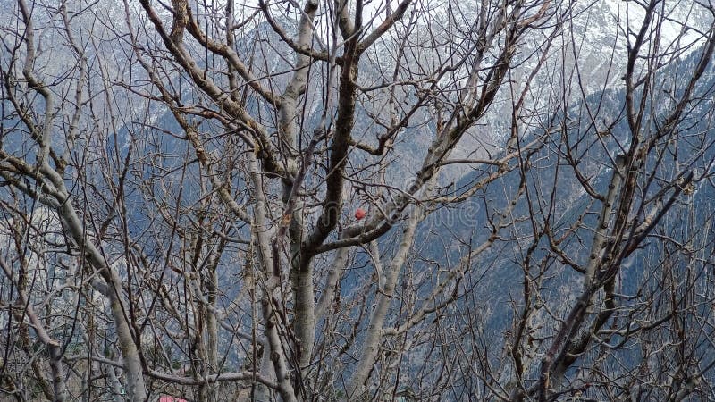The apple tree in Kinnaur stock photo. Image of autumn - 266650800