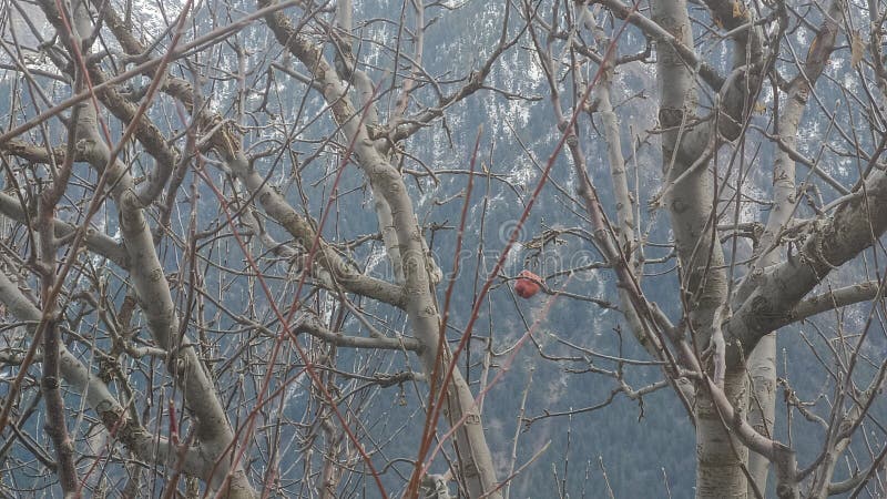 The apple tree in Kinnaur stock image. Image of autumn - 266650889