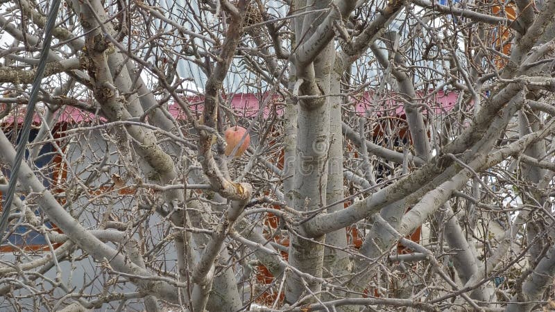 The apple tree in Kinnaur stock photo. Image of tree - 266650856