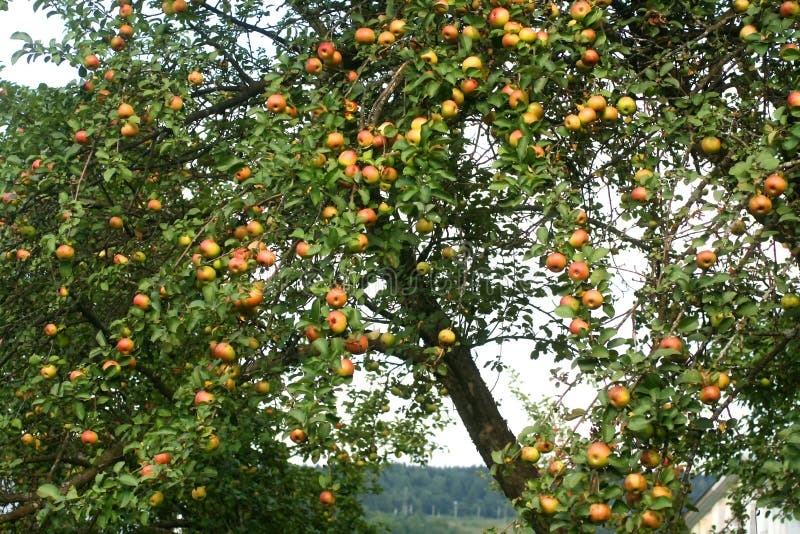 Apple Tree with a Large Crop of Apples. Stock Image - Image of ...