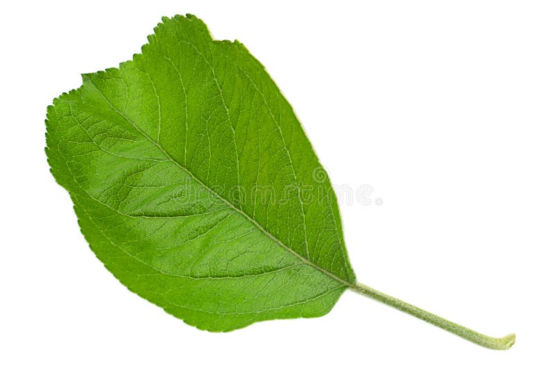 Apple tree leaf stock photo. Image of plant, color, studio - 261172380