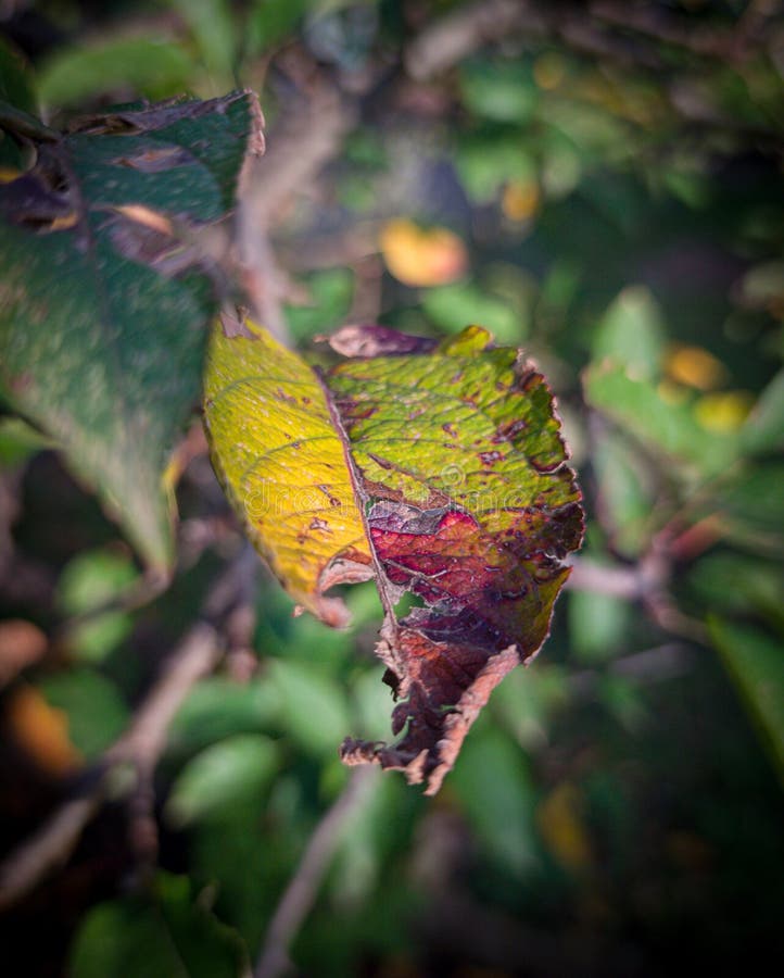 Apple Tree Leaf in Autumn Colours. Stock Image - Image of coloured ...