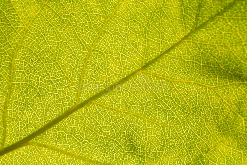 Yellow-green leaf texture. stock photo. Image of yellowgreen - 206631806