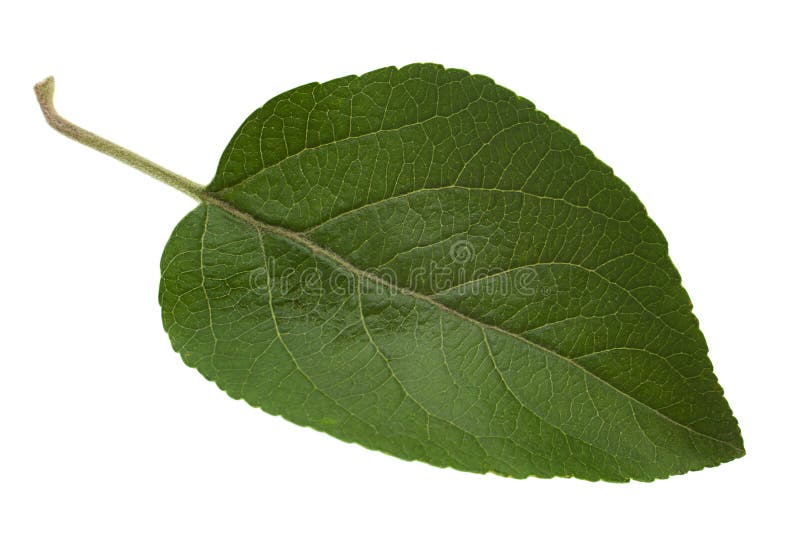 Apple tree leaf stock image. Image of nature, botany - 242853297