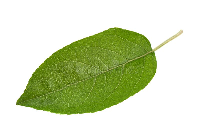 Apple tree leaf stock photo. Image of leaf, green, isolated - 248522870