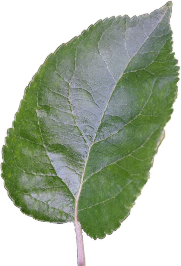 127 Apple Alpha Stock Photos - Free & Royalty-Free Stock Photos from ...