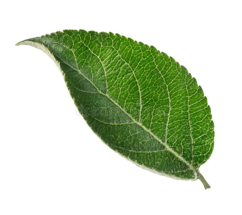Apple tree leaf isolated stock photo. Image of plant - 92148554