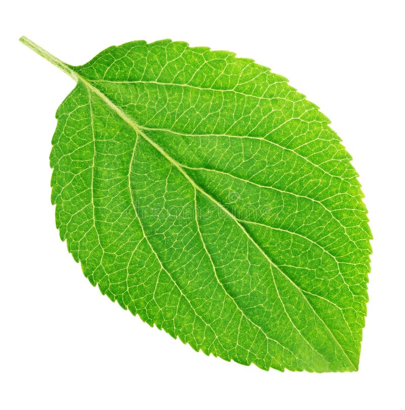 Apple Tree Leaf Isolated On A White Stock Photo - Image of design ...