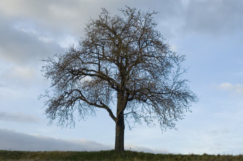 Apple tree stock image. Image of cloudy, meadow, leafless - 90734965
