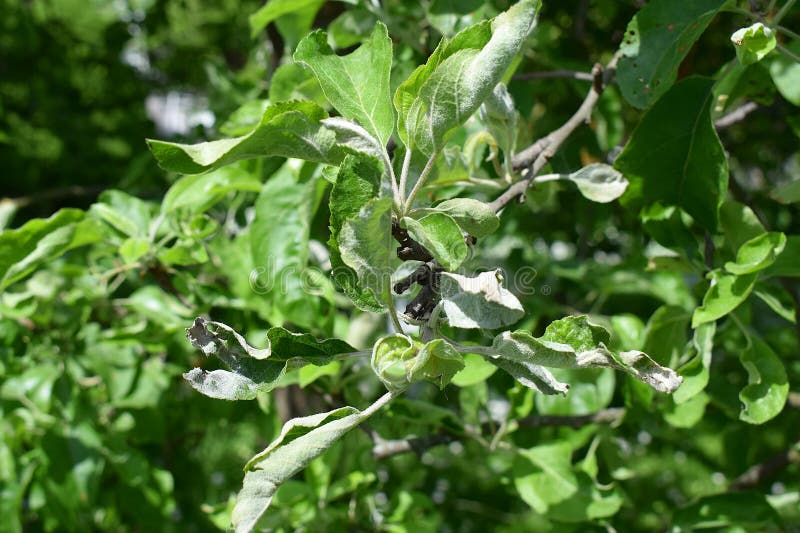 Apple Tree Leaves are Affected by Powdery Mildew Stock Image - Image of ...