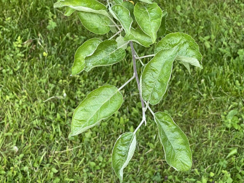 Apple tree leaves stock image. Image of branch, soil - 258883657