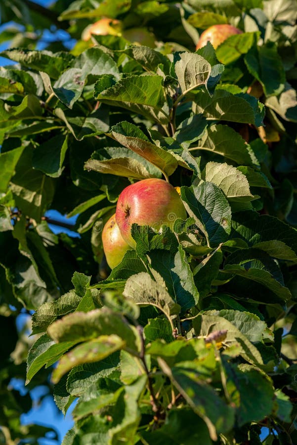An Apple Tree with Leaves and Apples Stock Image - Image of color ...