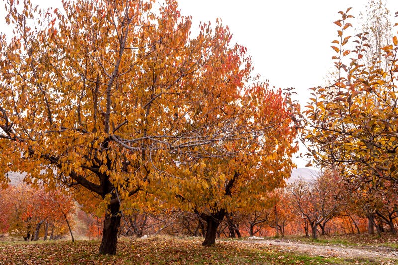 Apple tree in autumn stock image. Image of branch, life - 167821709