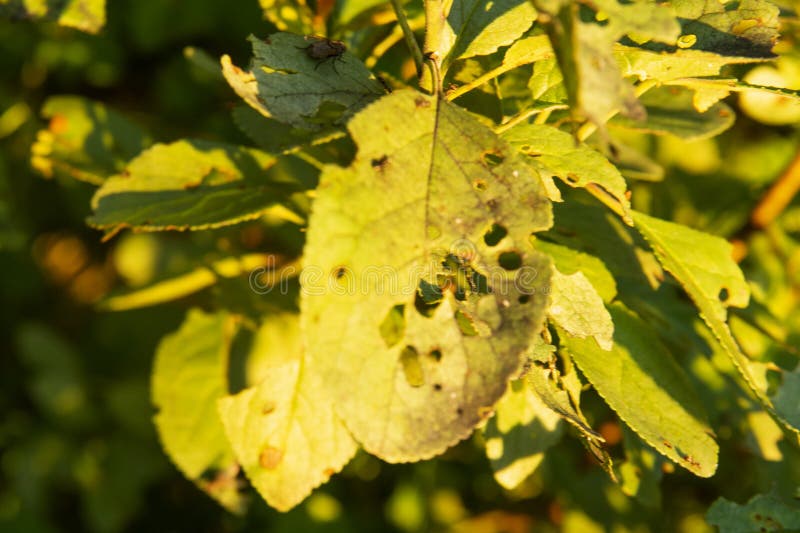 Apple Tree Leaves Eaten by Aphids Stock Image - Image of green ...