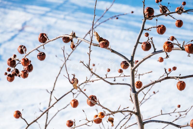 Apple Tree without Leaves and with Fruit in Winter Stock Image - Image ...