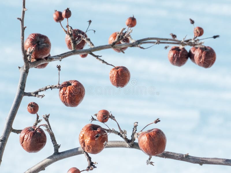 Apple Tree without Leaves and with Fruit in Winter Stock Photo - Image ...