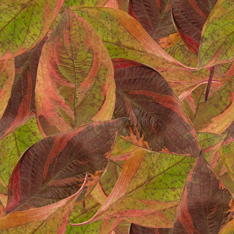 Apple Tree Leaves. Illustration, Texture of Leaves. Seamless Pattern ...