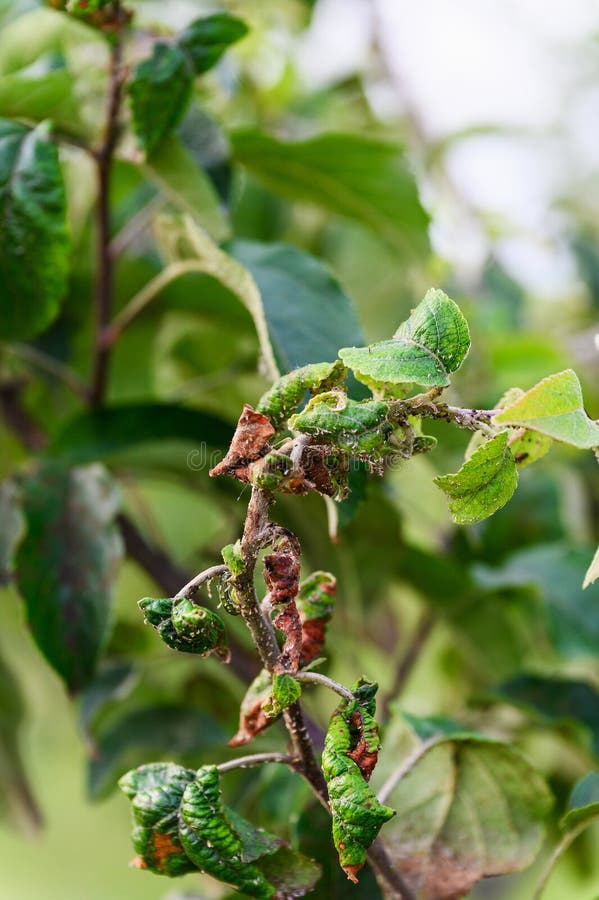 Apple Tree Leaves Infested with Aphids. Close-up Stock Image - Image of ...