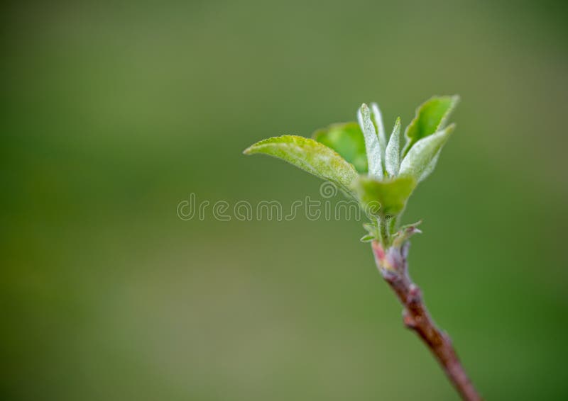 Apple Tree Leaves stock image. Image of tree, botanics - 140016049