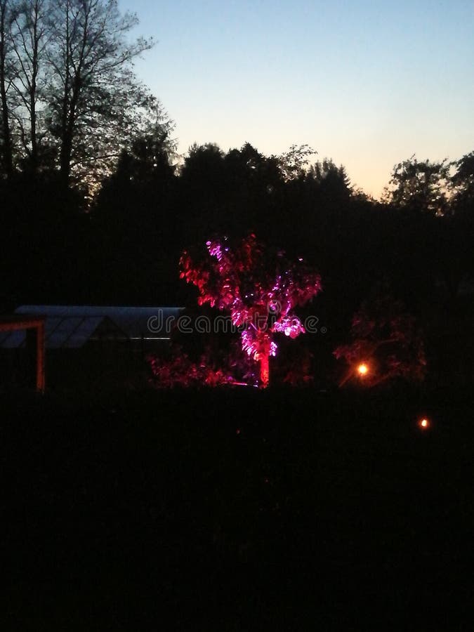 Night light stock photo. Image of tree, nature, light - 117476002