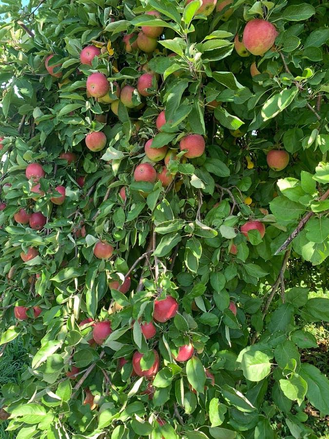 146 Loaded Apple Tree Stock Photos - Free & Royalty-Free Stock Photos ...