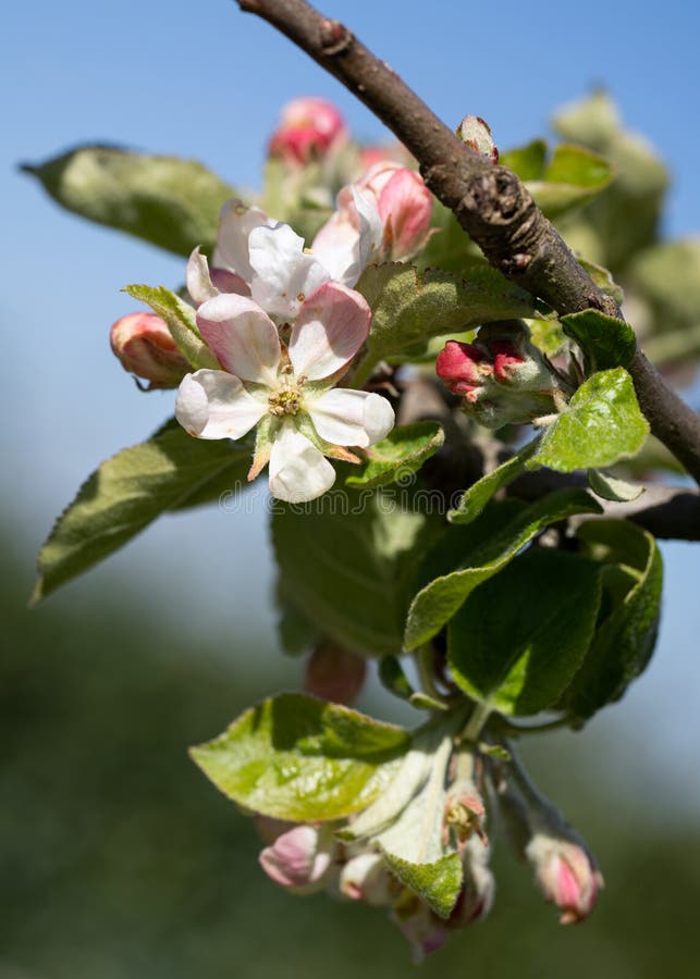 Apple Tree, Malus Domestica Stock Photo - Image of growth, botanical ...