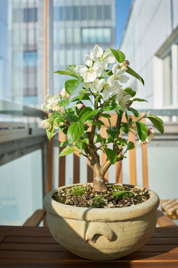 Apple Tree Malus Evereste As a Bonsai during Flowering in April Stock ...