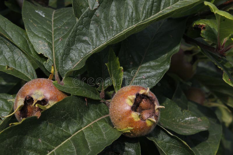 Apple tree stock photo. Image of biology, apple, meadow - 43227388